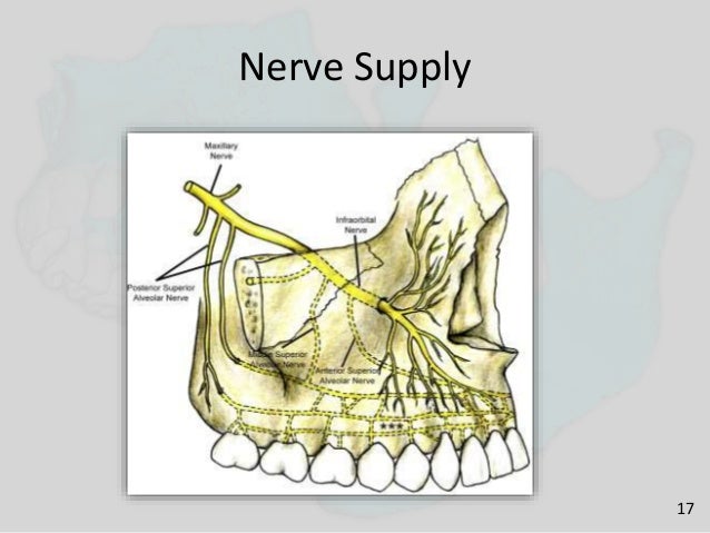 5.osteology of maxilla and mandible, facial nerve
