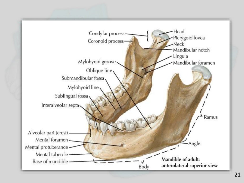 5.osteology of maxilla and mandible, facial nerve