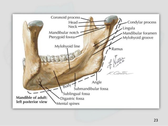 Submandibular Fossa