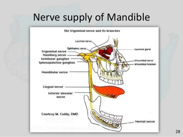 5.osteology of maxilla and mandible, facial nerve