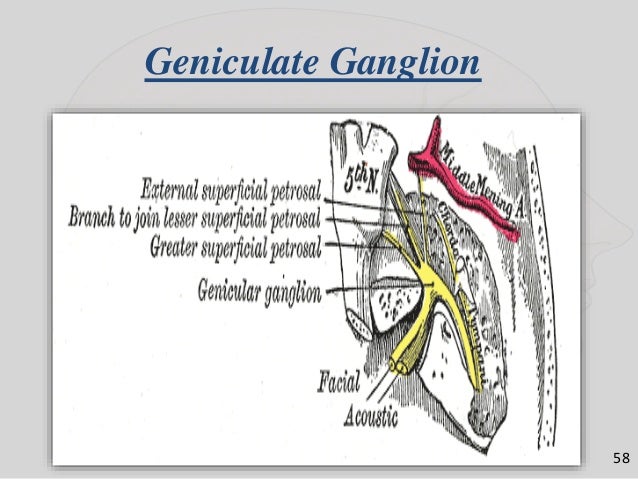 5.osteology of maxilla and mandible, facial nerve