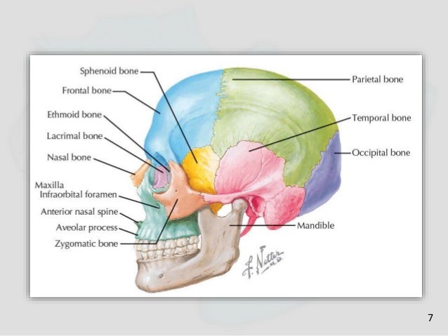5osteology Of Maxilla And Mandible Facial Nerve