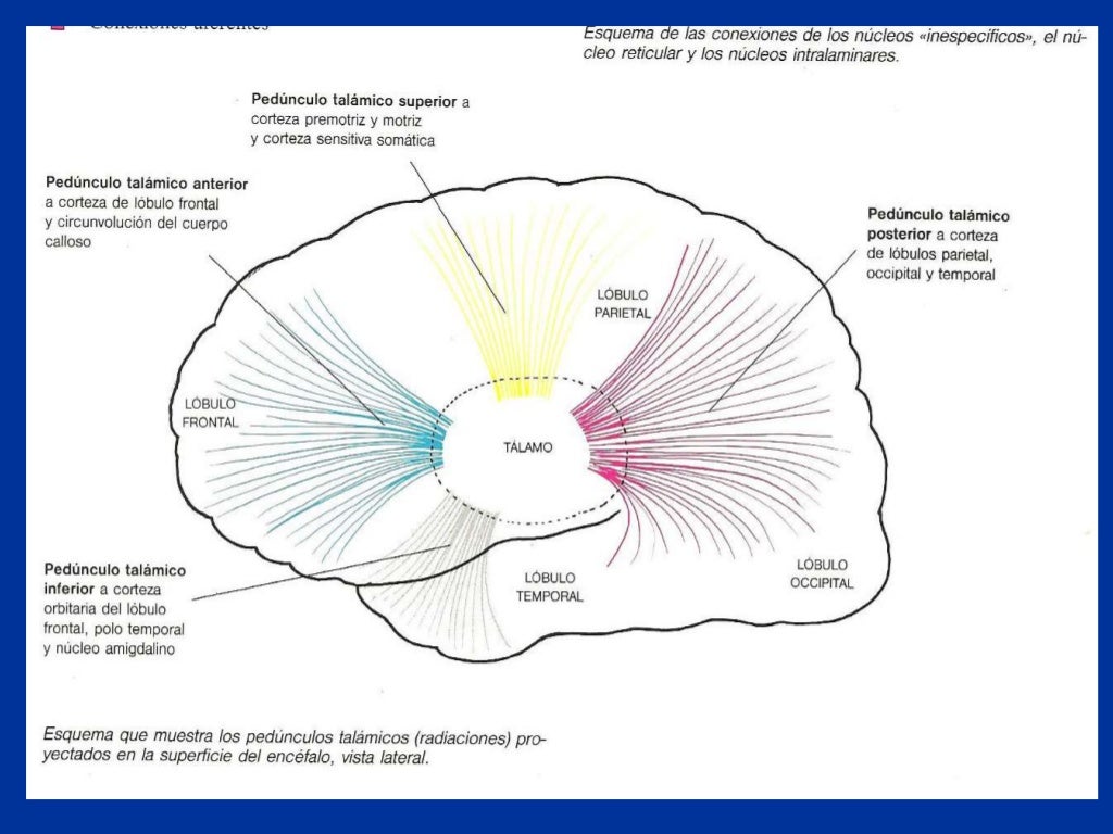 Anatomía y Fisiología del Tálamo Óptico - AVC