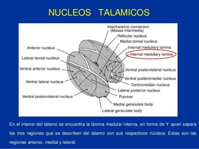 Anatomía y Fisiología del Tálamo Óptico - AVC