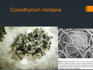 Interaction between Bioagents and Soil microorganisms | PPTX