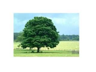 the four seasons / las cuatro estaciones | PPT