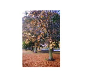 the four seasons / las cuatro estaciones | PPT