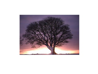 the four seasons / las cuatro estaciones | PPT