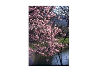 the four seasons / las cuatro estaciones | PPT