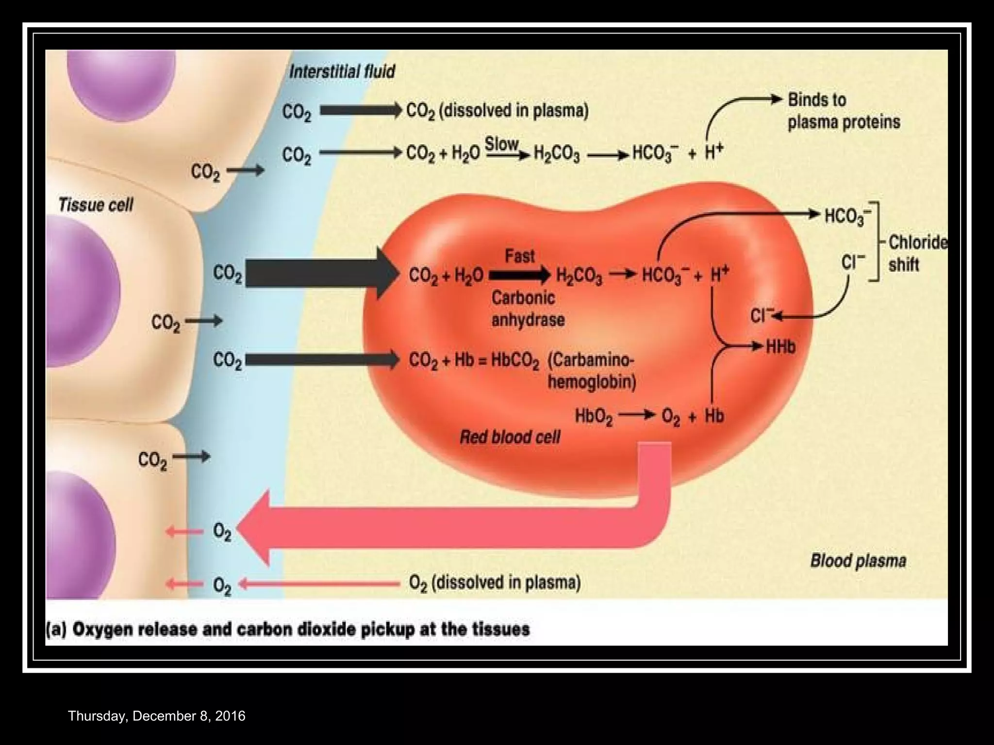 TRANSPORT OF CARBON DIOXIDE | PPT