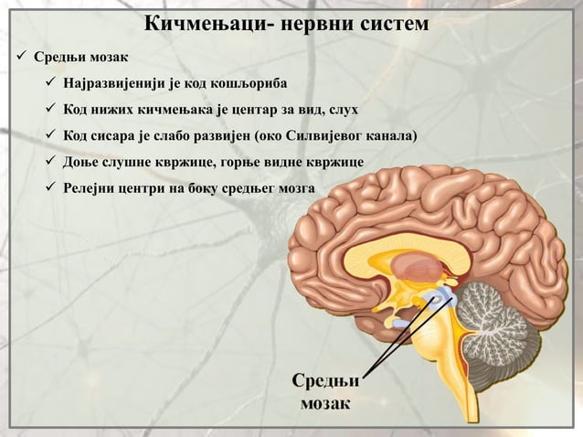 5. Nervni sistem | PPTX