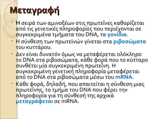 Η ροή της γενετικής πληροφορίας - μεταγραφή & μετάφραση | PPT