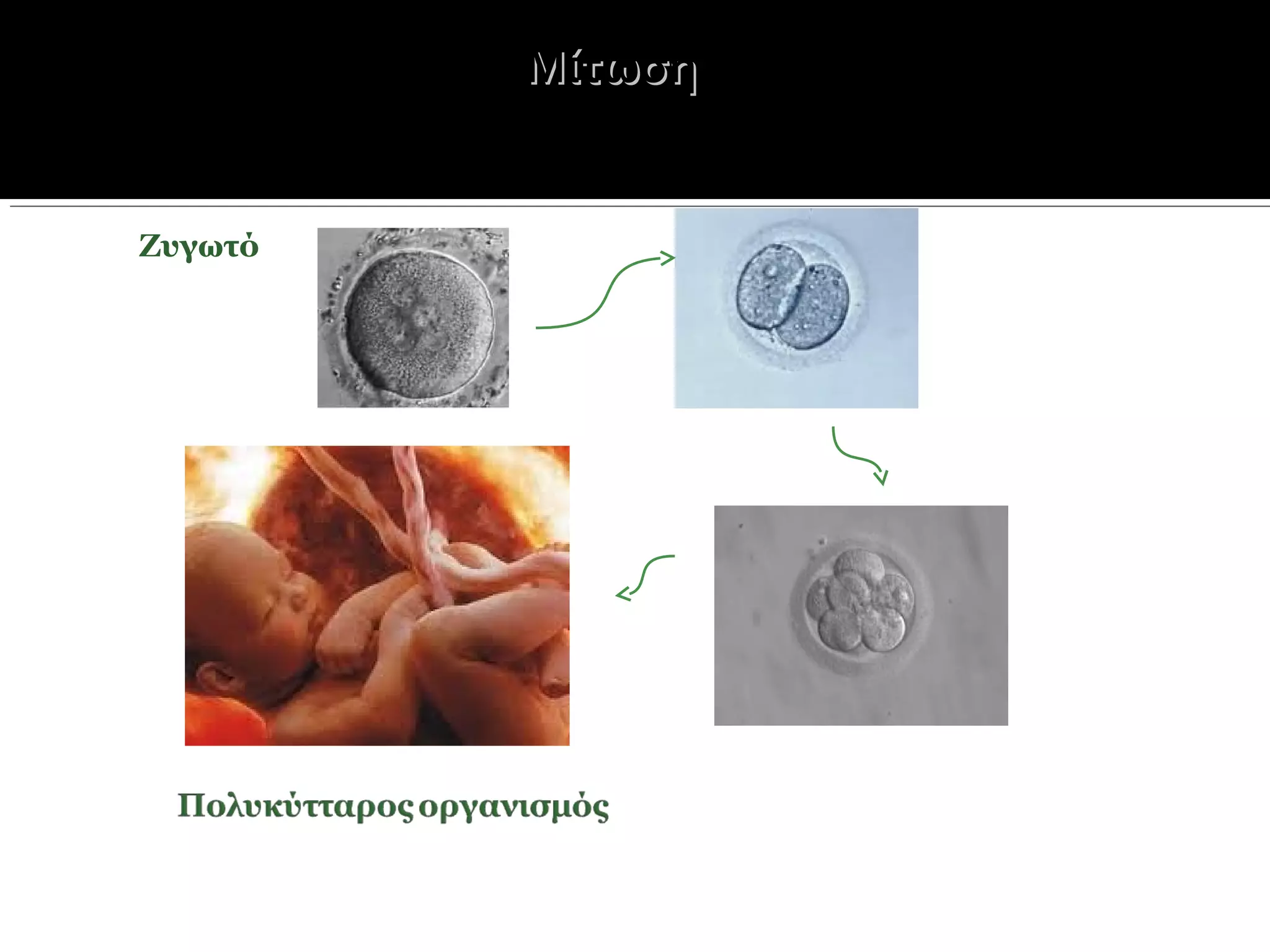 Κυτταρική Διαίρεση | PPT