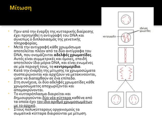 Κυτταρική Διαίρεση | PPT