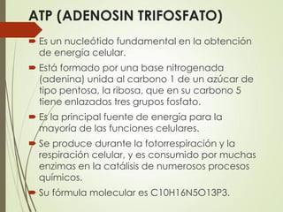 Atp, cromosomas | PDF