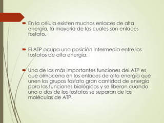 Atp, cromosomas | PDF