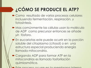 Atp, cromosomas | PDF