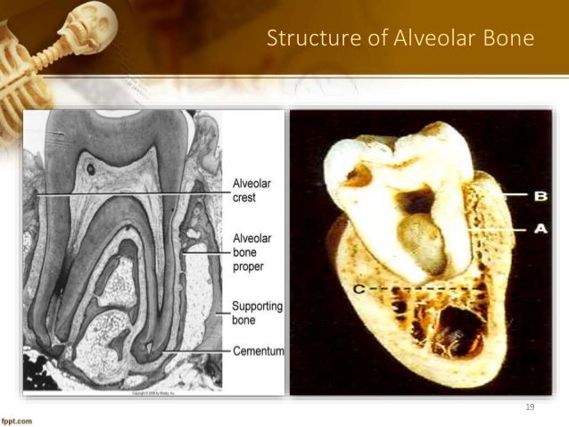 5. alveolar bone in health part a dr-ibrahim_shaikh