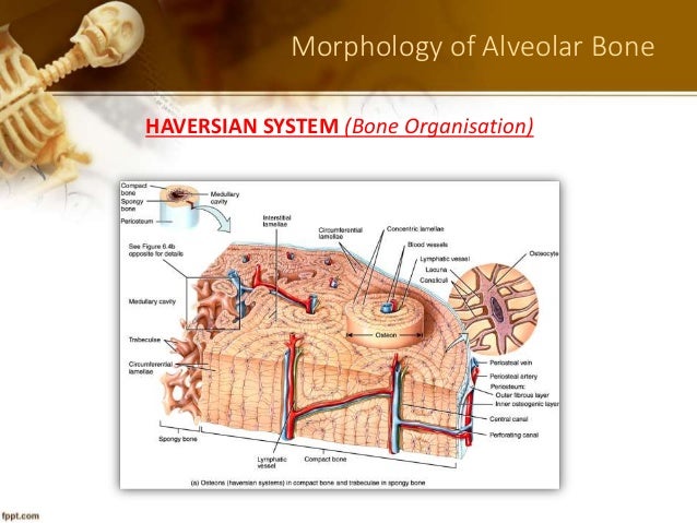 5. alveolar bone in health part a dr-ibrahim_shaikh