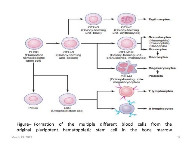 Blood physiology