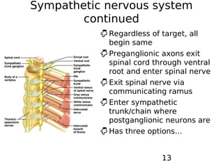 5.nervous system part 3 | PPT