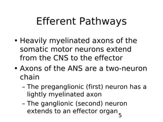5.nervous system part 3 | PDF