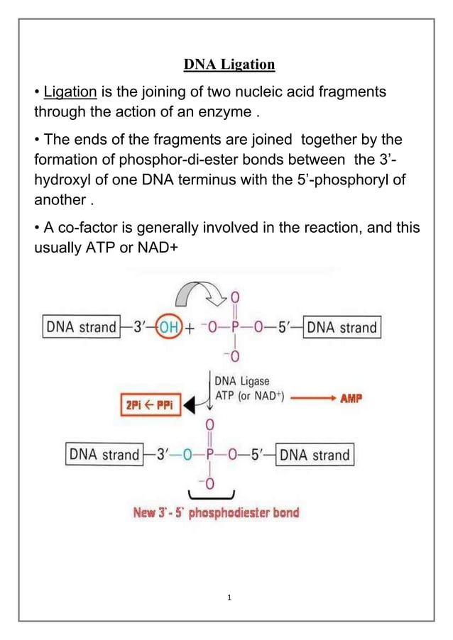 DNA Ligation | PDF | Chemistry | Science