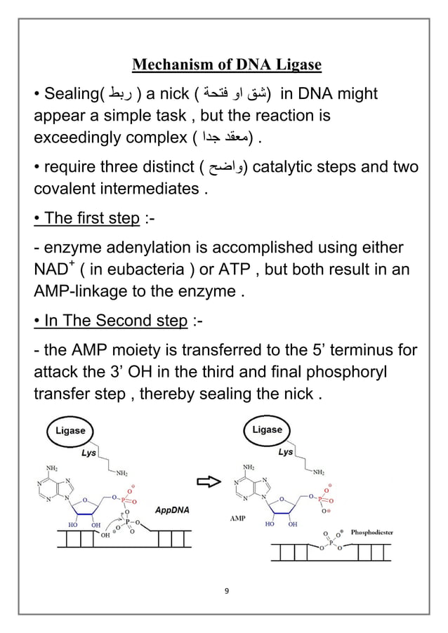 DNA Ligation | PDF | Chemistry | Science