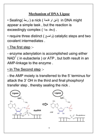 DNA Ligation | PDF