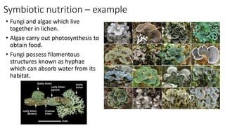 5.0 mode of nutrition UEC Senior 1 Biology 独中高一生物 | PPT