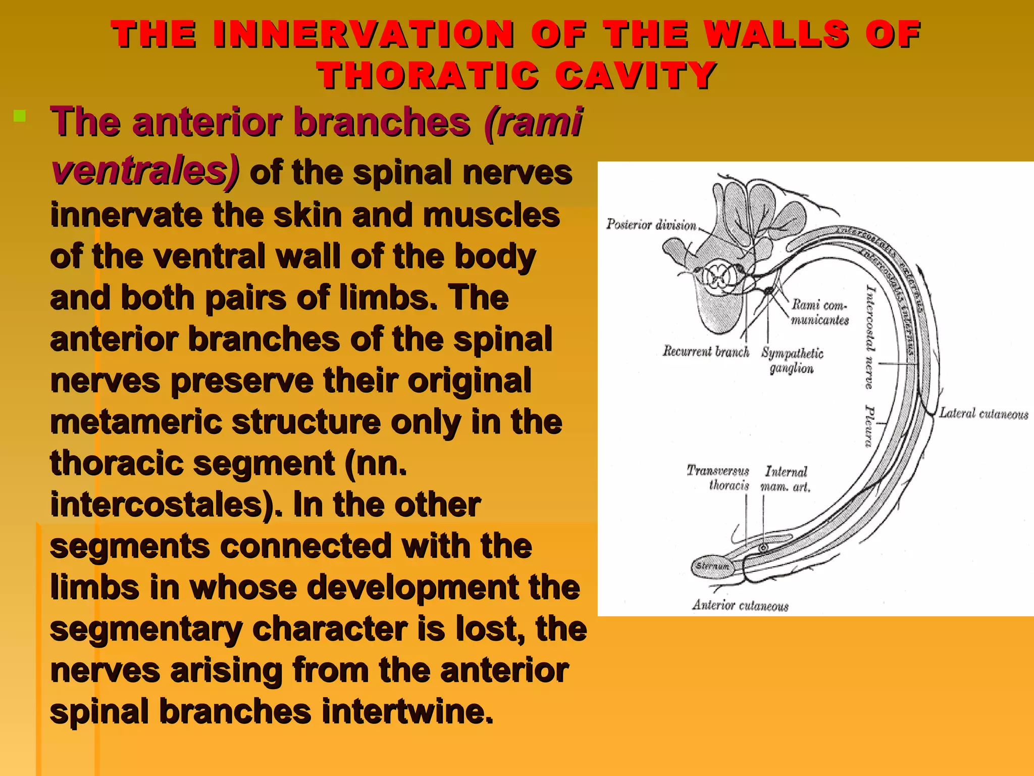 Anatomy of Blood vessels & Nerves of pectoral cavity | PPT