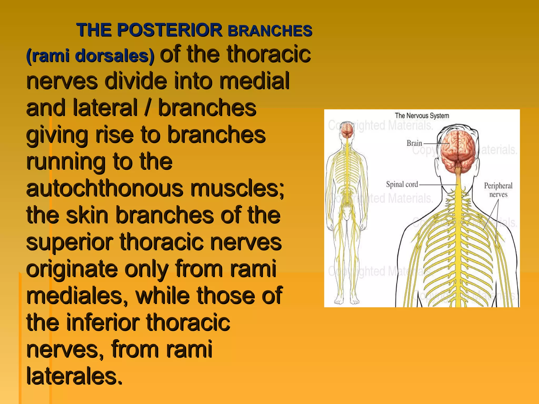 Anatomy of Blood vessels & Nerves of pectoral cavity | PPT