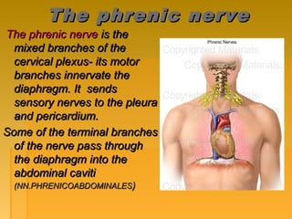 Anatomy of Blood vessels & Nerves of pectoral cavity | PPT