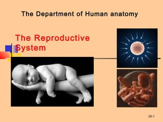 Reproductive system | PPT