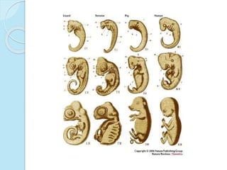General Embryology | PPTX