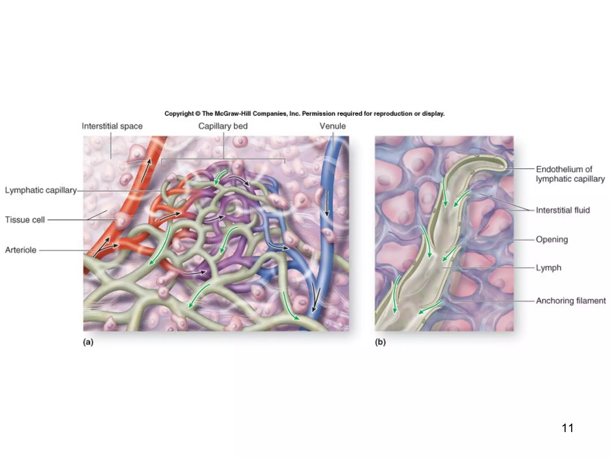 Histology of Lymphatic system | PPT