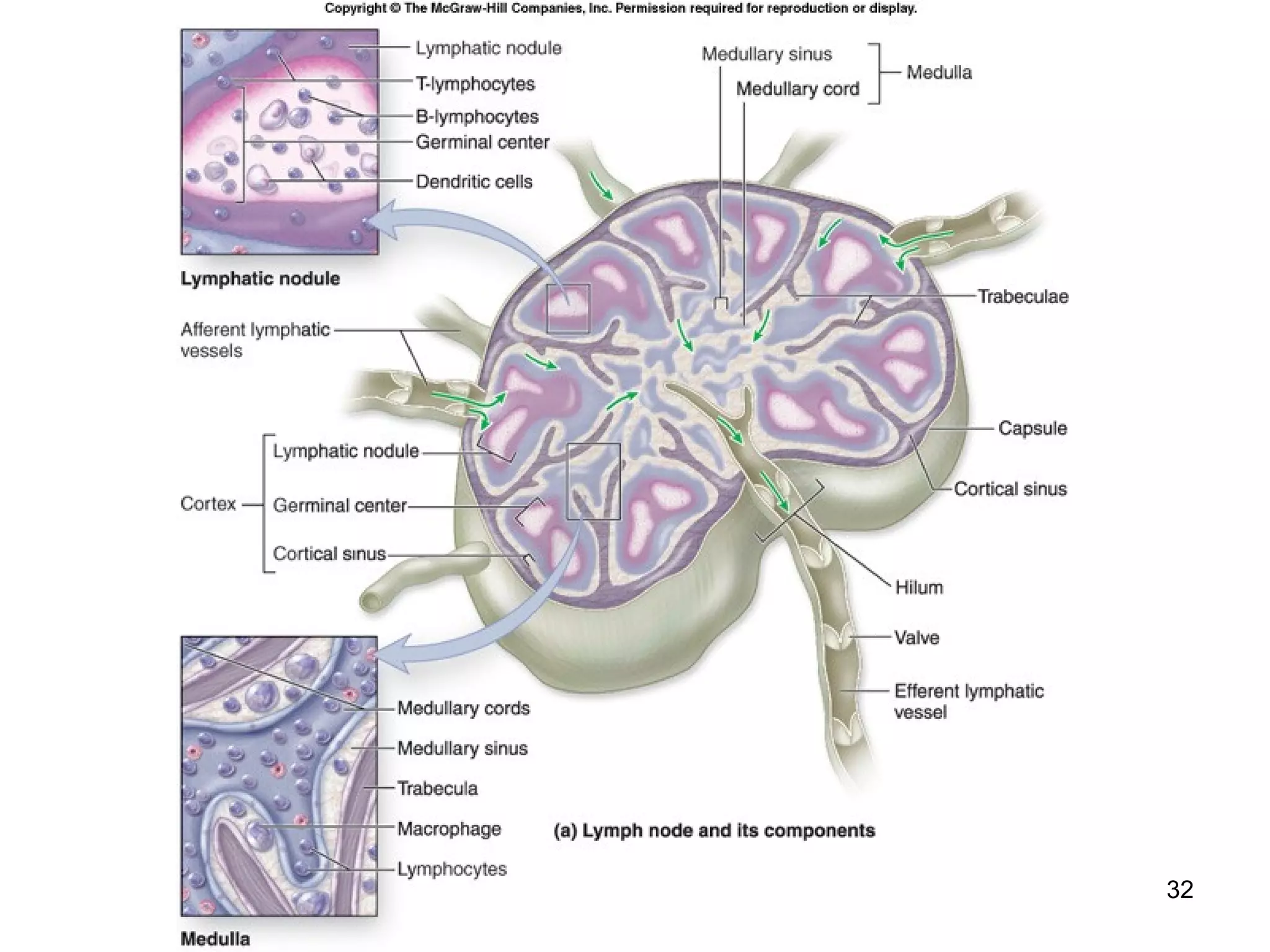 Histology of Lymphatic system | PPT