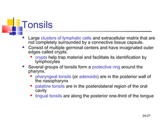 Histology of Lymphatic system | PPT