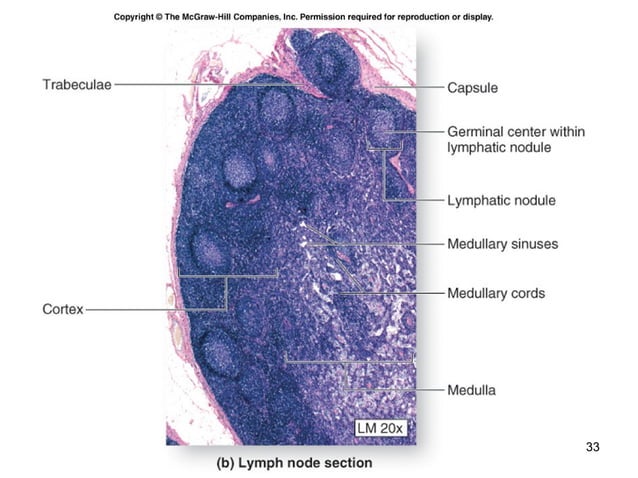 Histology of Lymphatic system | PPT | Biological Sciences | Science