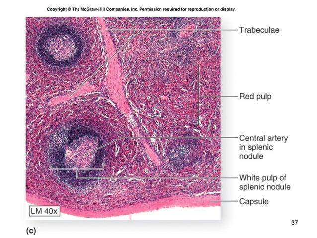 Histology of Lymphatic system | PPT | Biological Sciences | Science