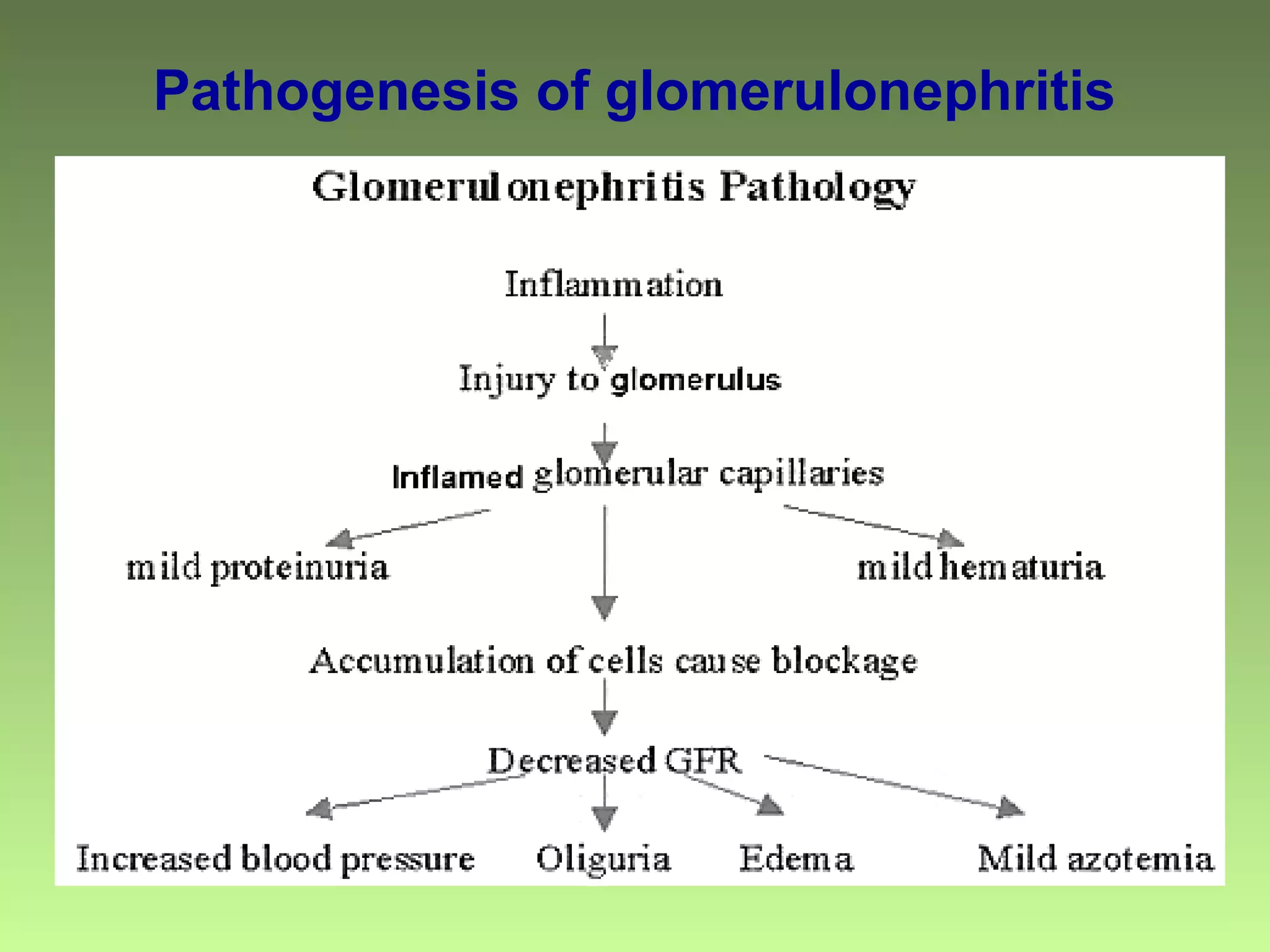 glomerulonephritis | PDF