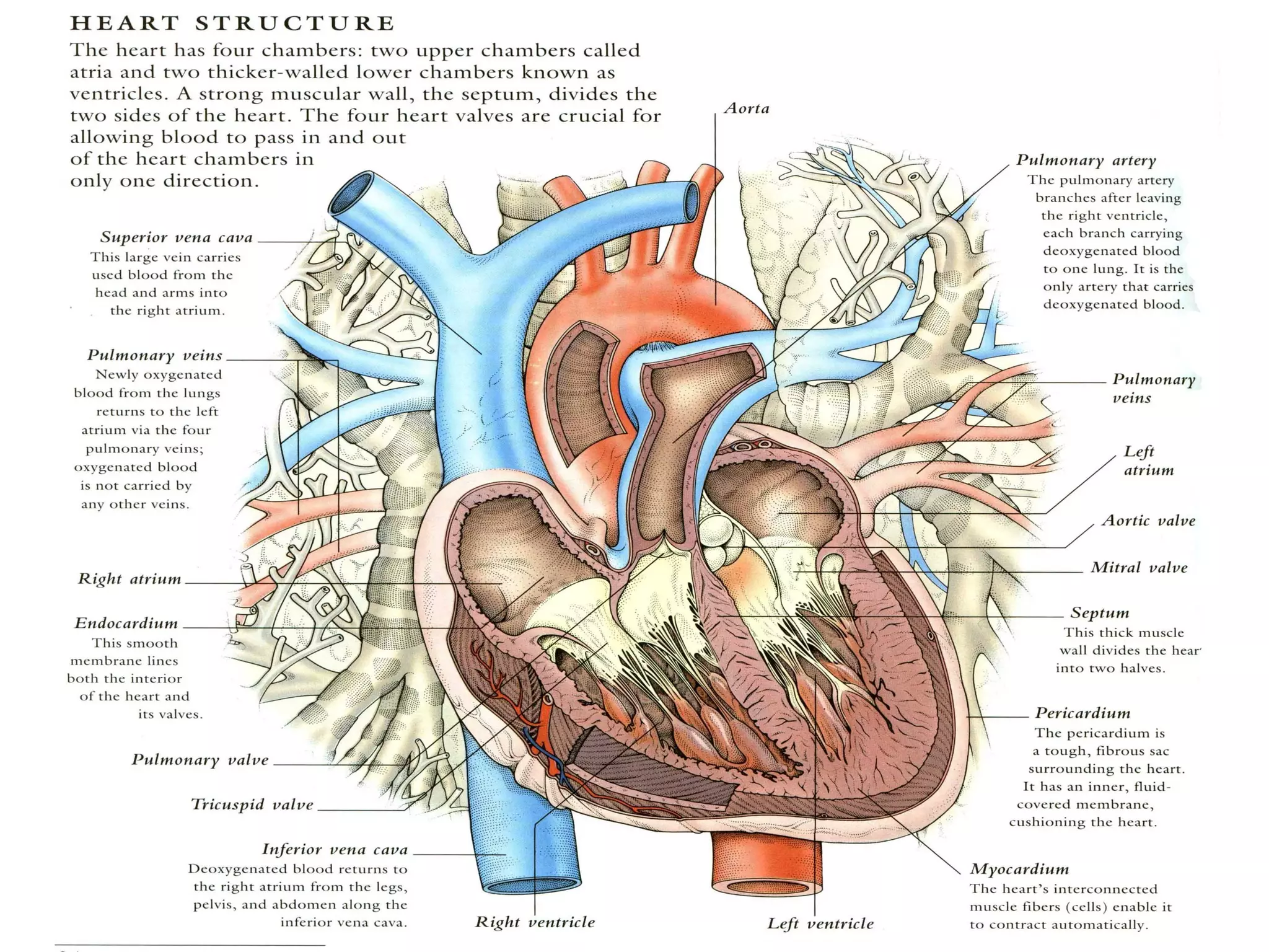 Heart Physiology | PPT