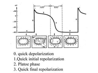 Heart Physiology | PPT