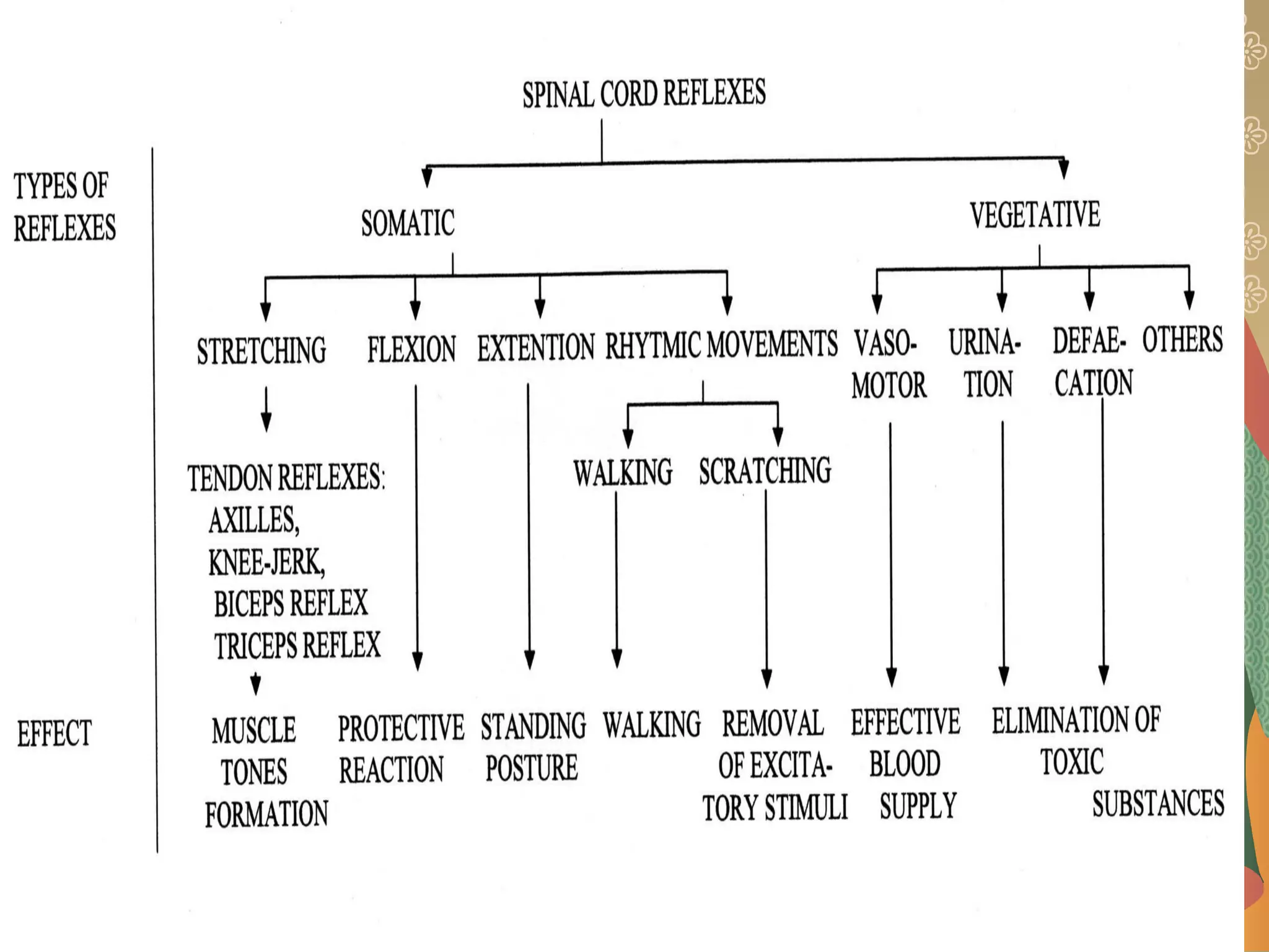 Physiology of Spinal cord | PPT