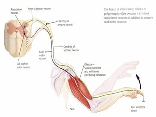 Physiology of Spinal cord | PPT