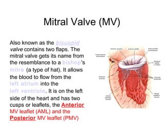 Echocardiography Cardiac Ultrasound | PPT