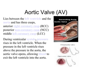 Echocardiography Cardiac Ultrasound | PPT