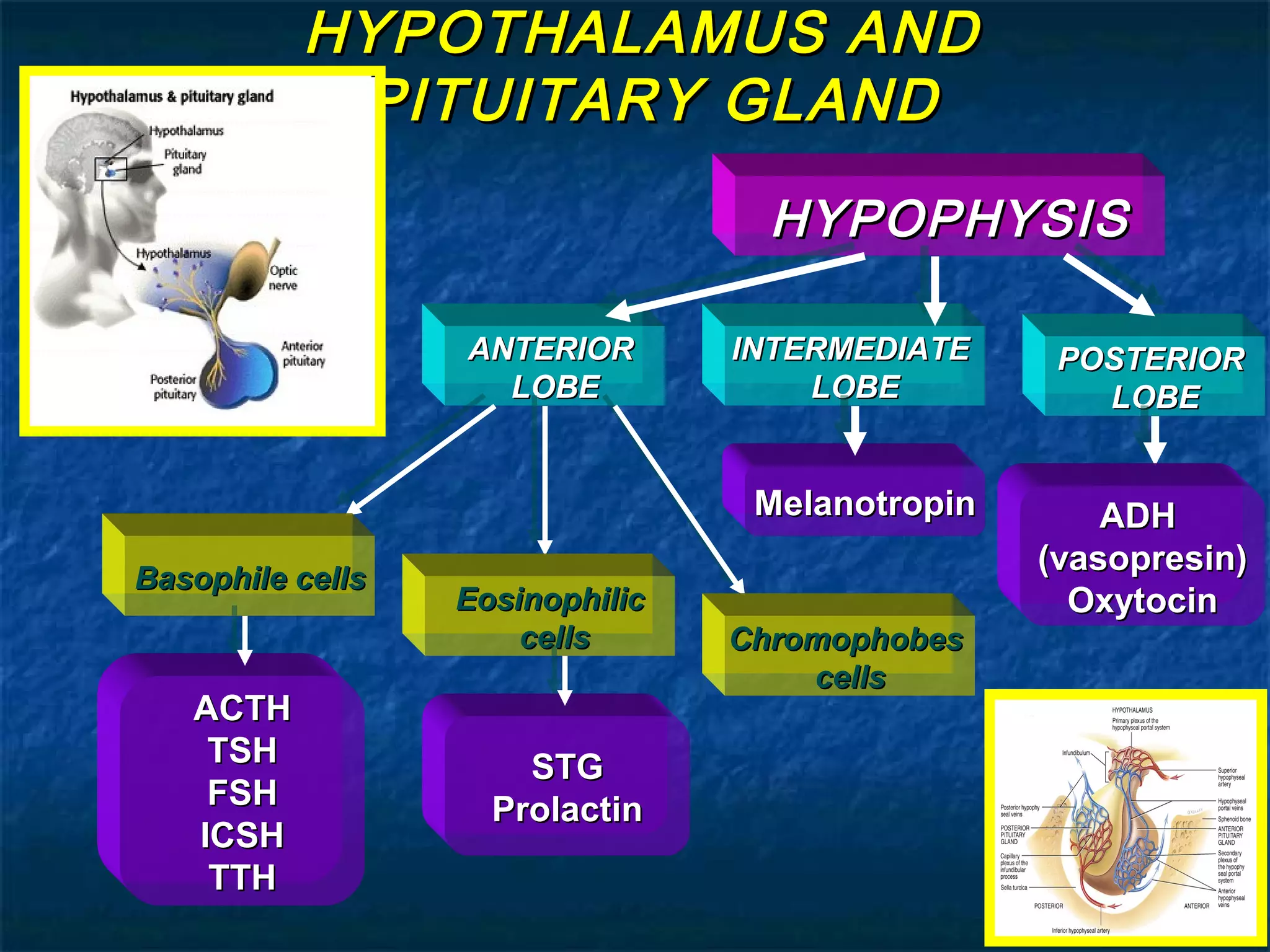 Hypopituitarism & Hyperpituitarism | PPT