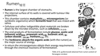 5.2 heterotrophic nutrition UEC Senior 1 Biology | PPTX