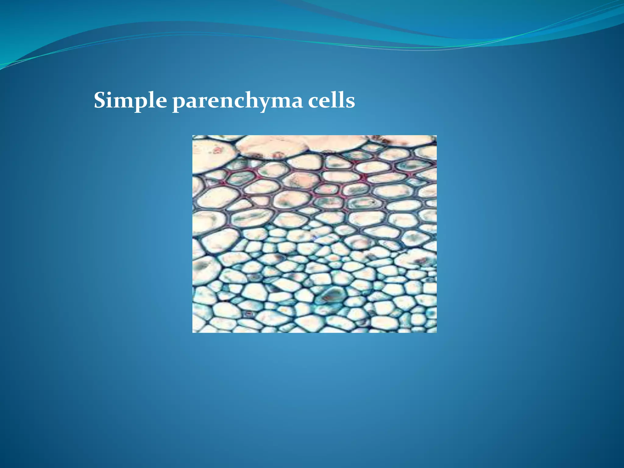 Function and development of parenchyma cells | PPTX